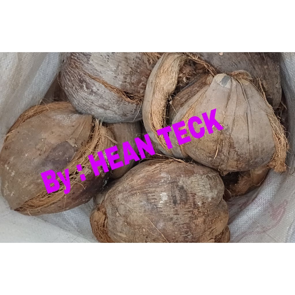 椰子壳种植专用 Coconut Husk Farming Gardening Agriculture Use Bongkak Sabut ...