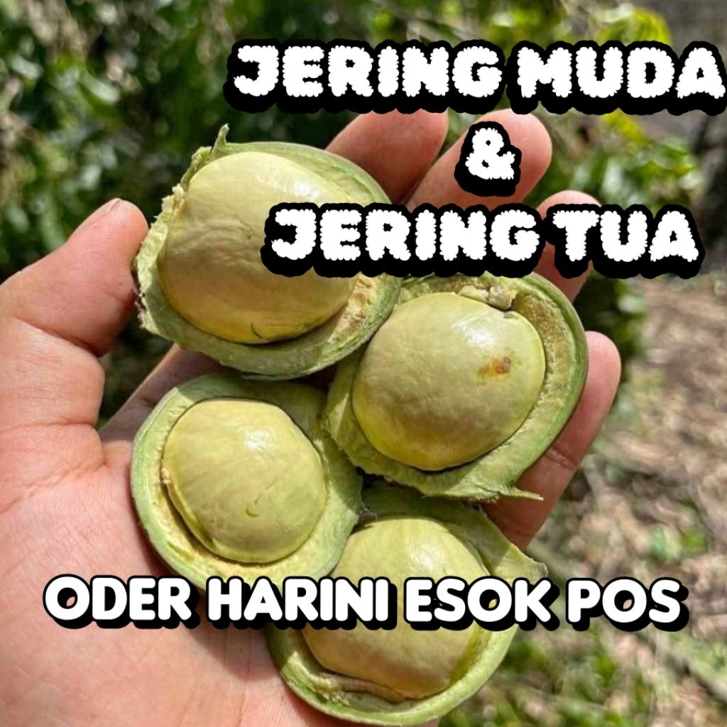 jering muda/jering tua/relong 1KG | Shopee Malaysia