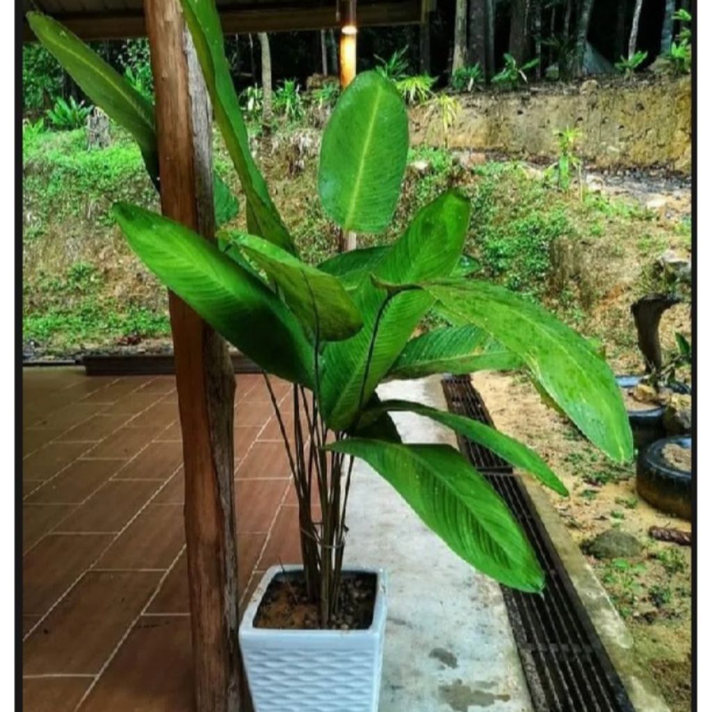 Pokok Lerek / Phrynium Pubernerve - lemang daun lerek | Shopee Malaysia