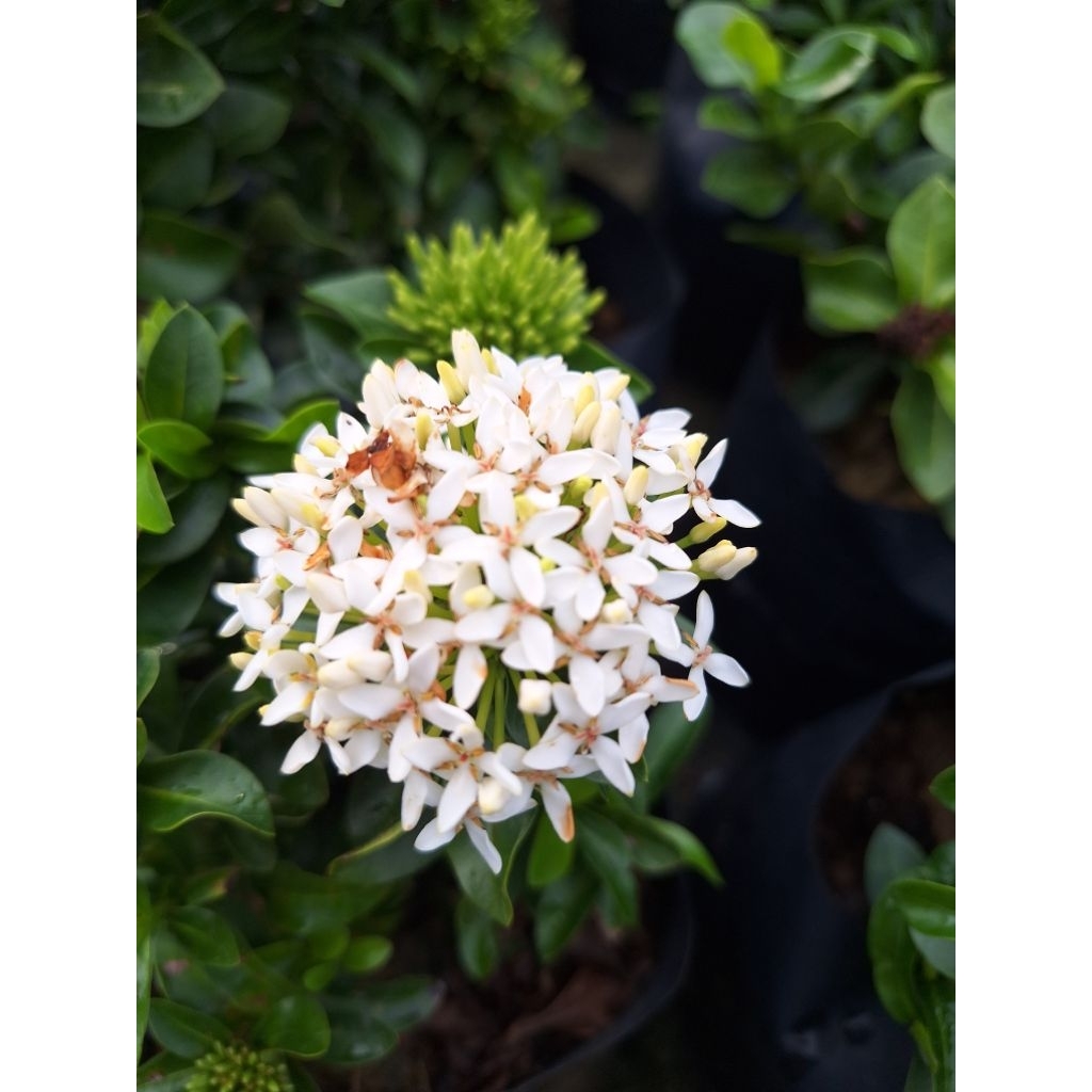 SNT / pokok ixora putih chinensis/ pokok landscape / pokok hidup ...