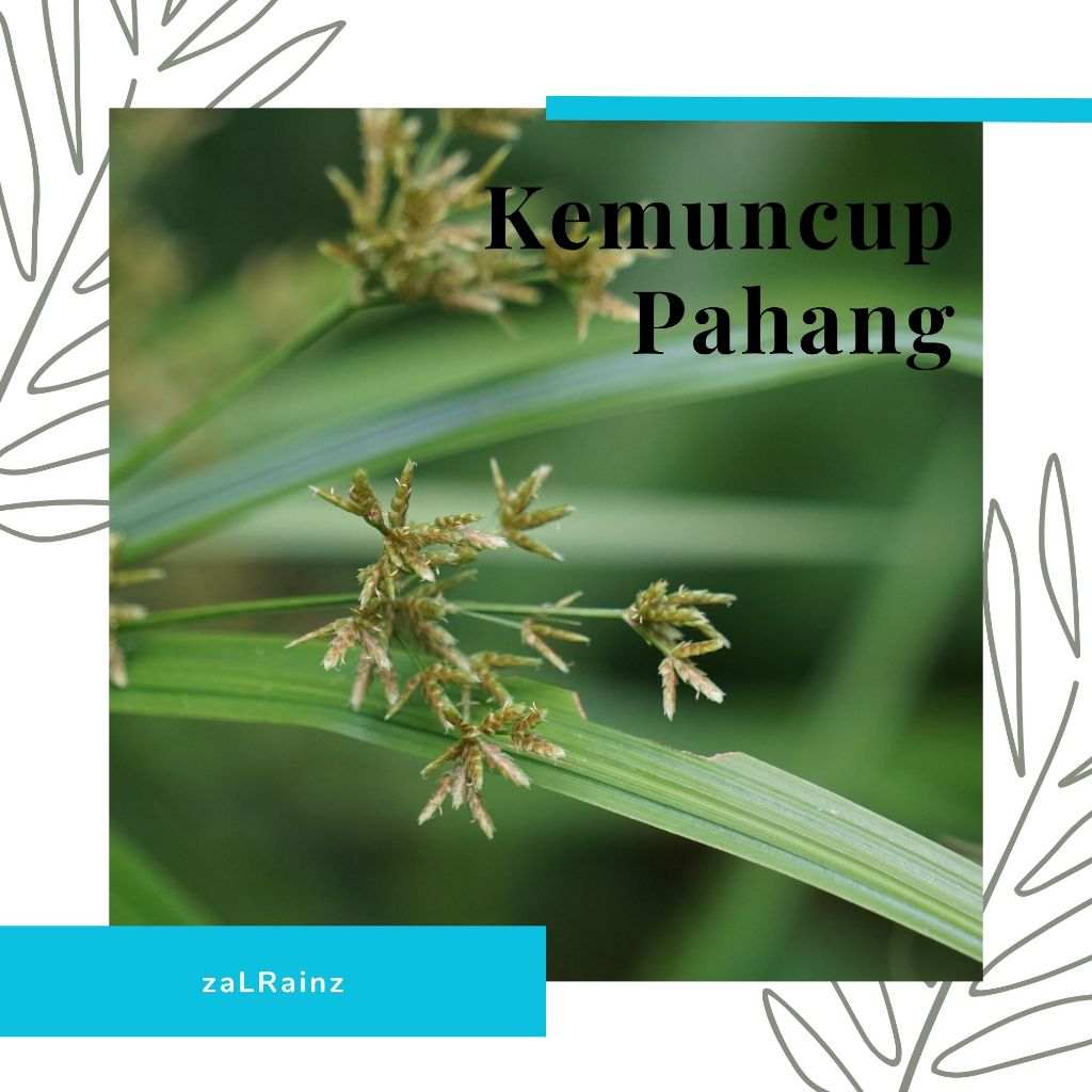 🌿 Kemuncup Pahang – Herba Kampung, Seribu Khasiat! Juga Sebagai Hiasan ...