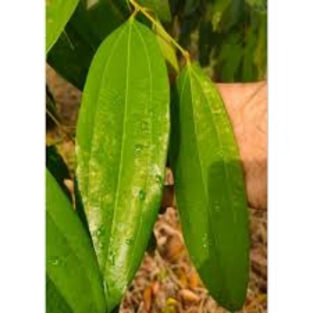 daun teja untuk kegunaan herba | Shopee Malaysia