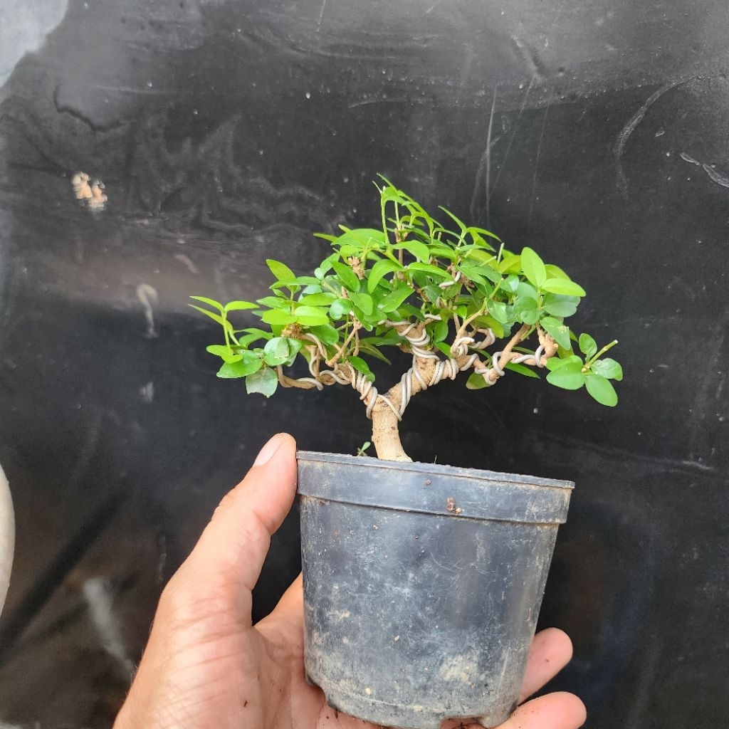 bonsai jeliti sui mei 水梅 stok training | Shopee Malaysia