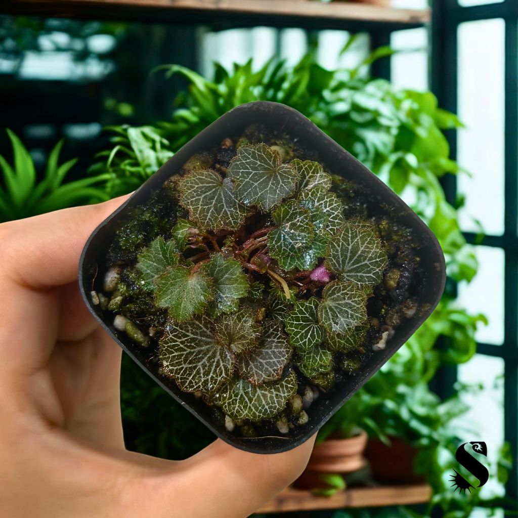 Micro Strawberry Begonia, Terrarium Plant, Paludarium, Vivarium, Live ...