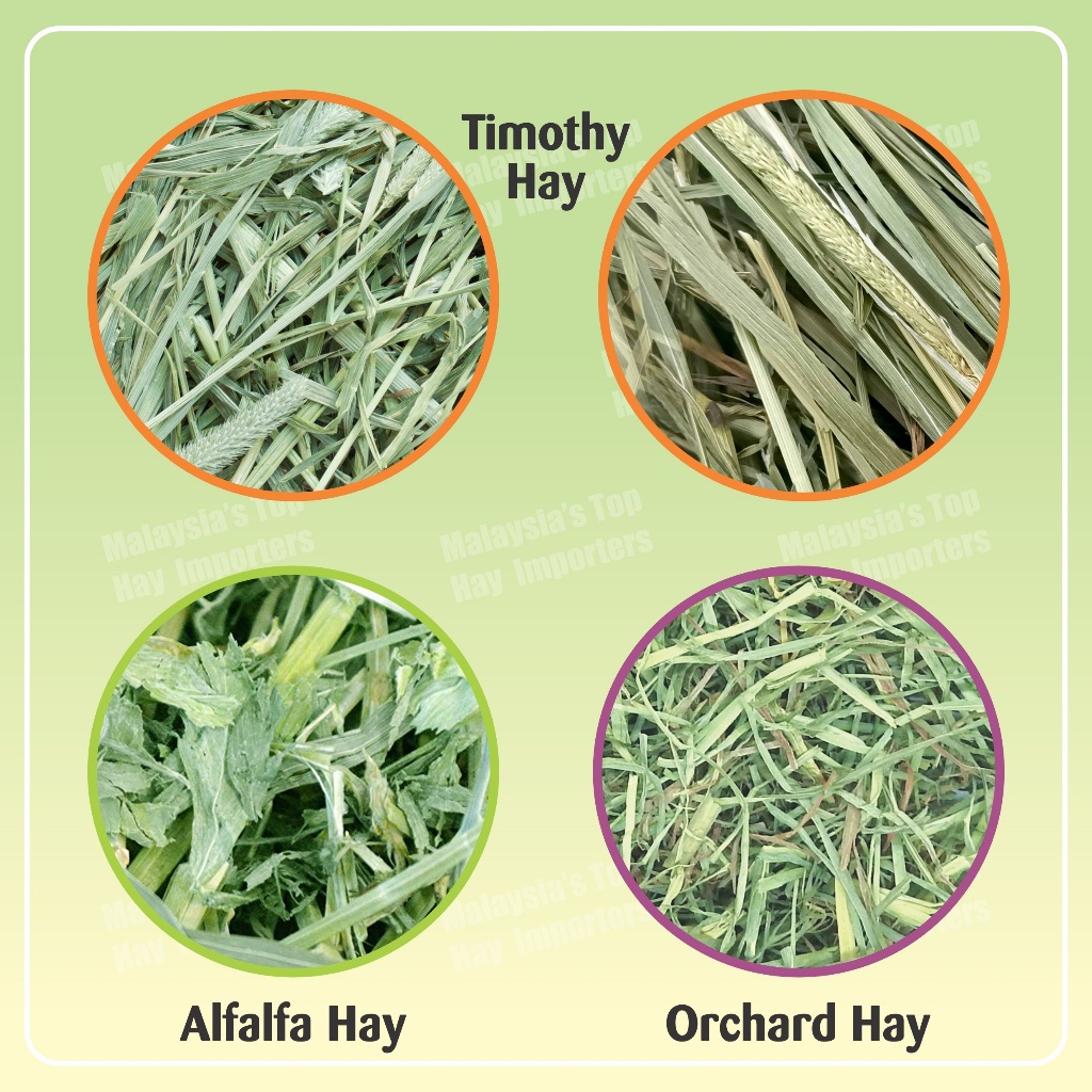 Dust Free Premium filtered Timothy / Alfalfa / Orchard imported hay 1kg small animal | Shopee ...