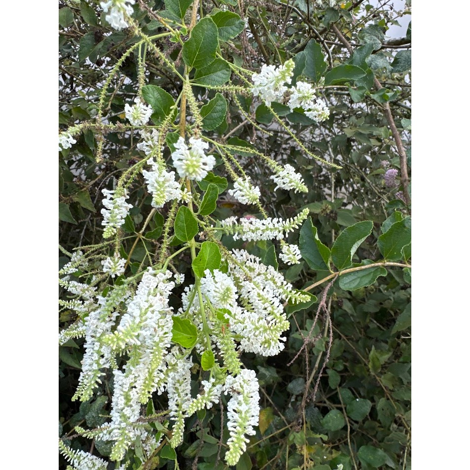 pokok bunga wangi white butterfly bush | Shopee Malaysia