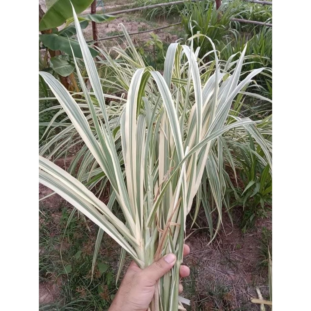 Napier Variegated / Rumput Napier Batik | Shopee Malaysia