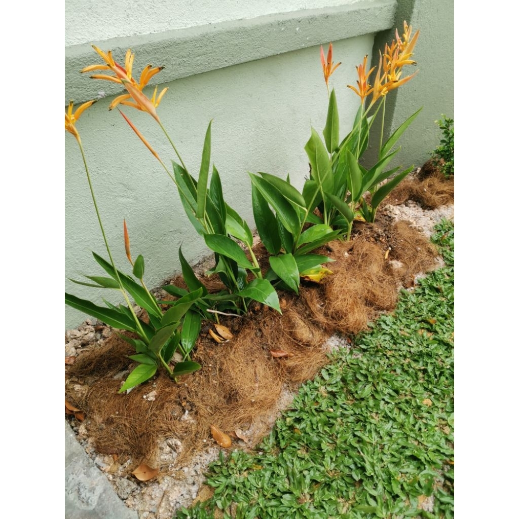 Anak Pokok Sepit Udang/Heliconia (Kuning Oren) | Shopee Malaysia