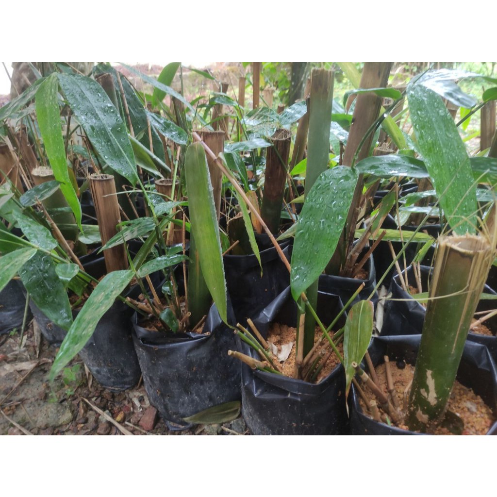 Anak Pokok Buluh Lemang Dalam Polibeg, Pokok Lemang Stabil,Bamboo Tree ...