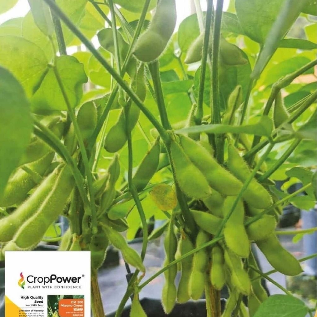 HSK [20pc] BIJI BENIH EDAMAME MISONO GREEN EM 200 SEED KACANG SOYA BULU ...