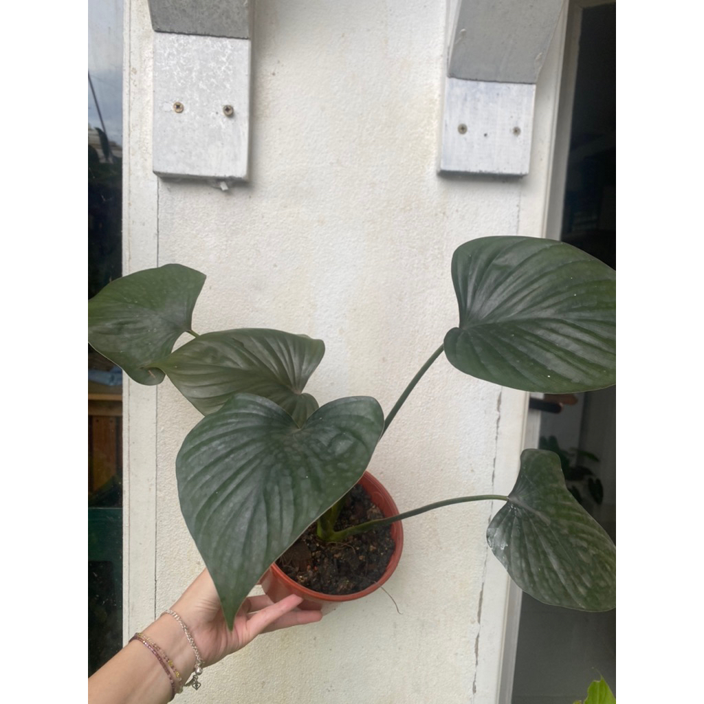 Pokok Kemoyang hitam (black homalonema) | Shopee Malaysia