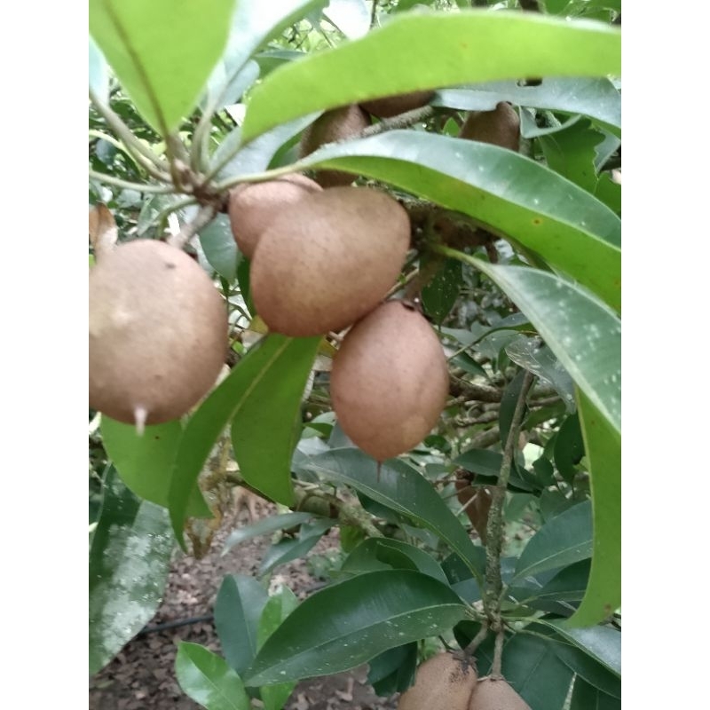 ciku subang / ciku madu - farm direct 人心果 | Shopee Malaysia