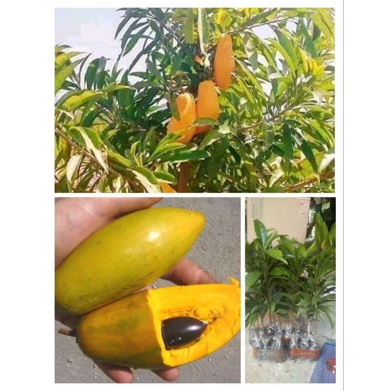 KKB Pokok Kuning Telur Buah Panjang, English Canistel, Egg Fruit Plant ...