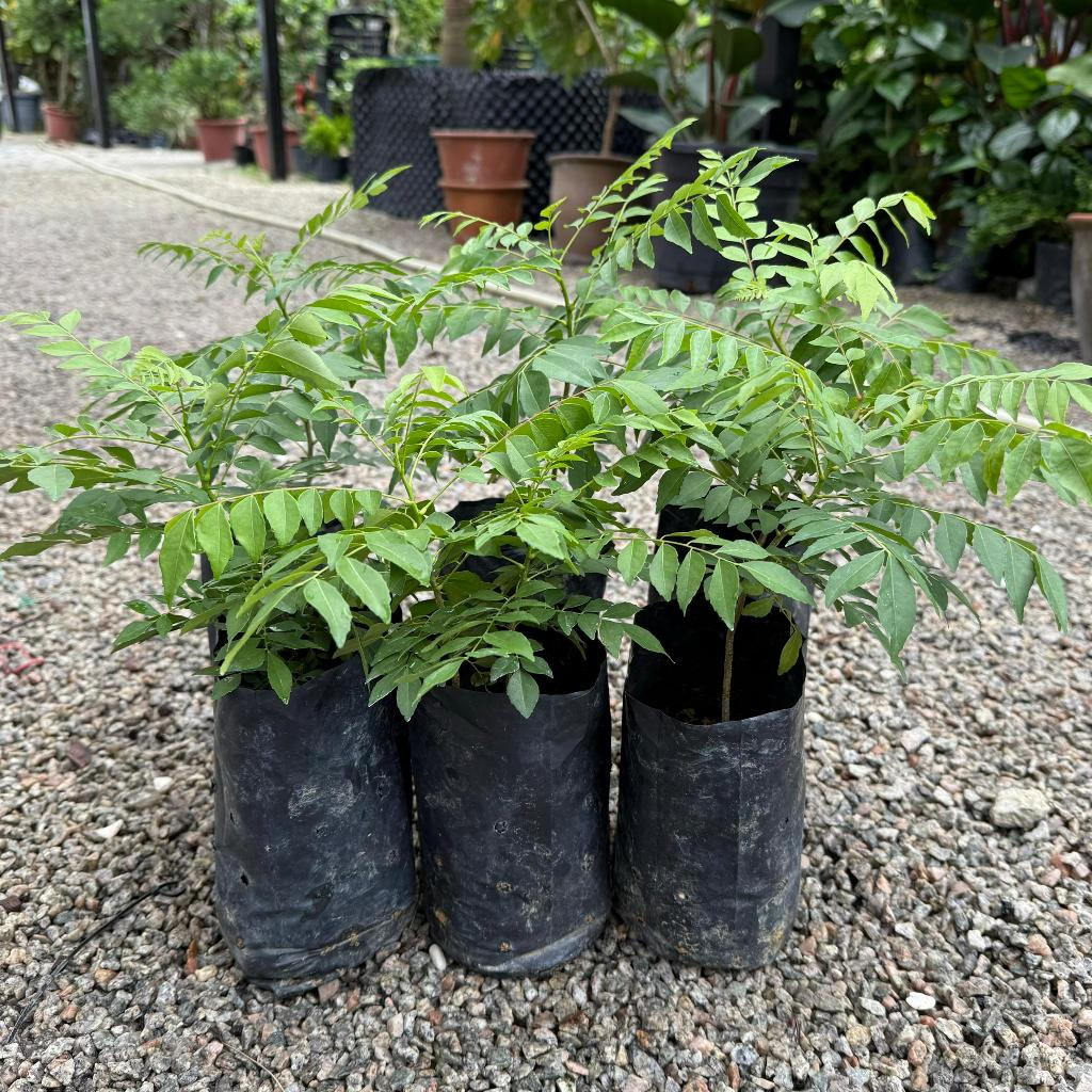 GPS Green Plant Society Fresh Herbs Curry Leaves (Murraya Koenigii) 咖喱叶 | Shopee Malaysia