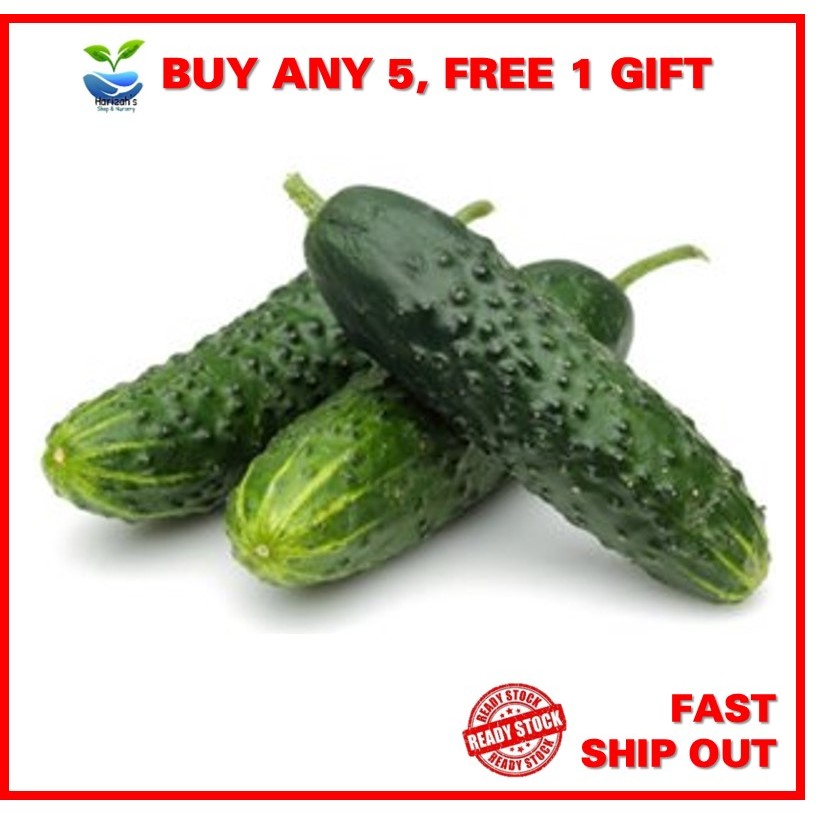 5 biji benih TIMUN SPINEY mini cucumber sesuai buat ulam dan jeruk ...