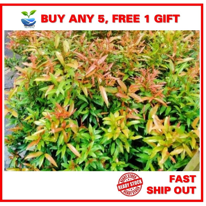 Pokok Kelat Paya Pucuk Merah cantik buat hiasan / pagar. Eugenia oleina ...