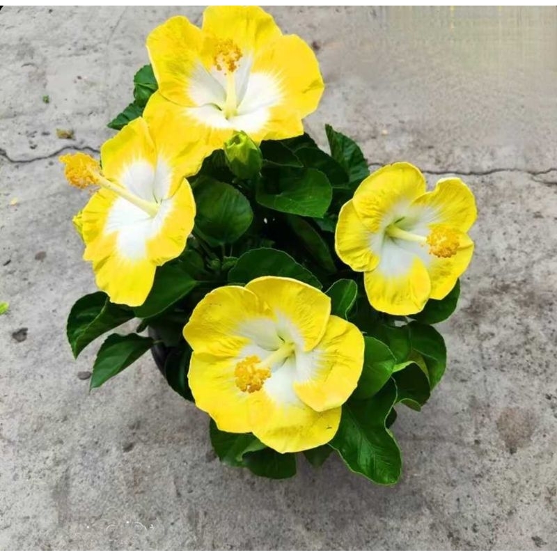 Oversea Live Bunga Raya/Hibiscus Cute Size Yellow Pokok Bunga Hidup ...