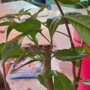 Anak Pokok Halban[ Herba] atau 50 helai daun,untuk Perubatan ...