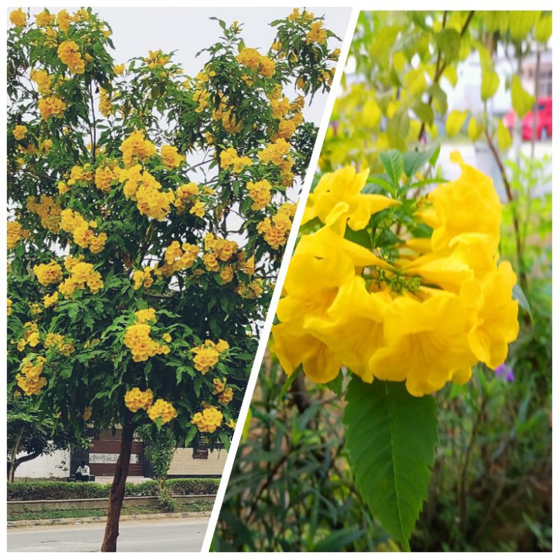 Pokok Tecoma Stans (anak pokok) (kuning) | Shopee Malaysia