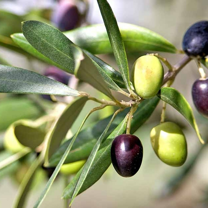 🔥RARE🔥 ANAK POKOK ZAITUN / Olive Tree / Olea Europaea / Kitchen Garden ...