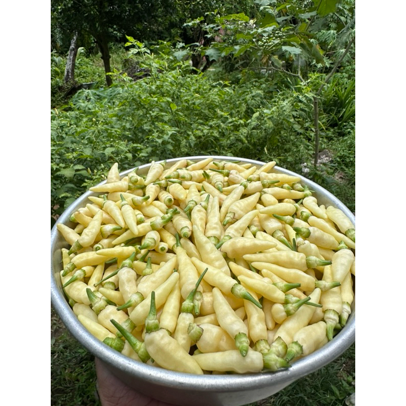 Lada Putih Sabah Murah dan segar | Shopee Malaysia