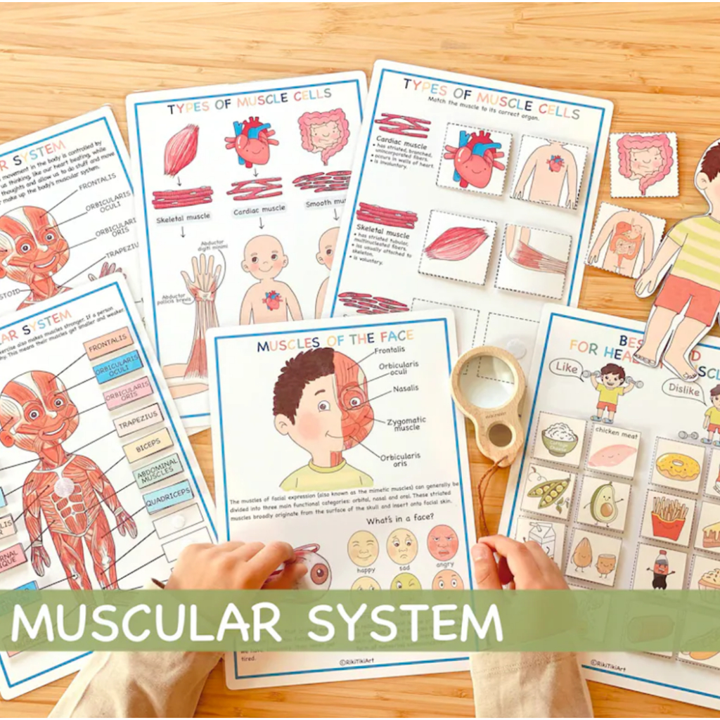 PDF] Human Muscular System Busy Quiet Book Home Learning Kids Printable ...