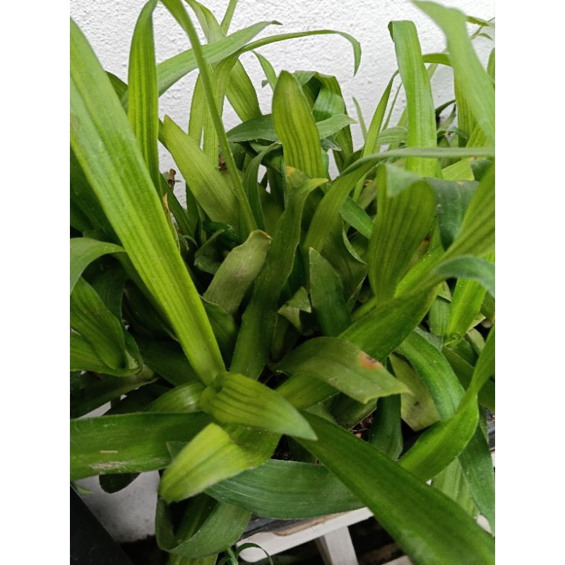 Rumput Beijing ( murdannia Loriformis) pokok herba. | Shopee Malaysia