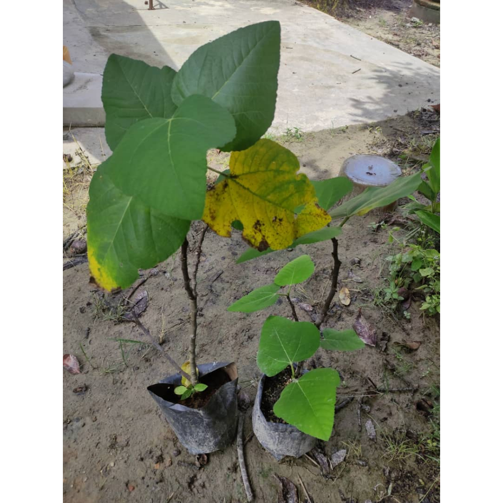 (TERHAD) Pokok Tin Iraqi tut tahan lasak/pokok hidup/tinggi 2-3kaki ...