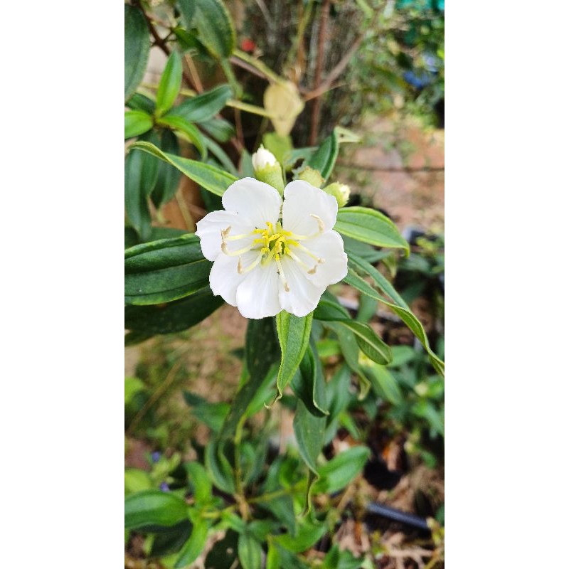 Anak Pokok Senduduk Putih / White Melastoma / 白花野牡丹树苗 | Shopee Malaysia