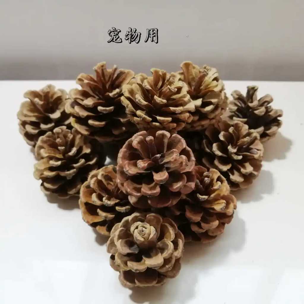 Pine Cone 50g for hamster 宠物龙猫仓鼠松鼠啃咬松塔磨牙 | Shopee Malaysia