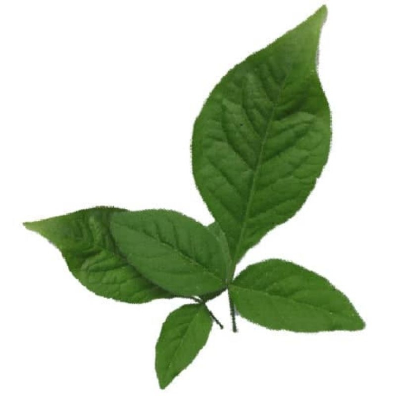 vilvam leaf / bael patra leaves 25 leaves per pack | Shopee Malaysia