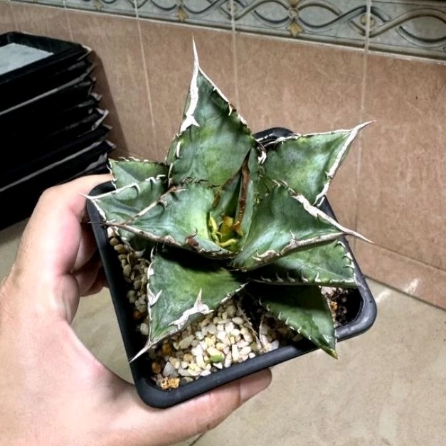 Cactus Agave Titanota White Whale 龙舌兰福建白鲸 | Shopee Malaysia