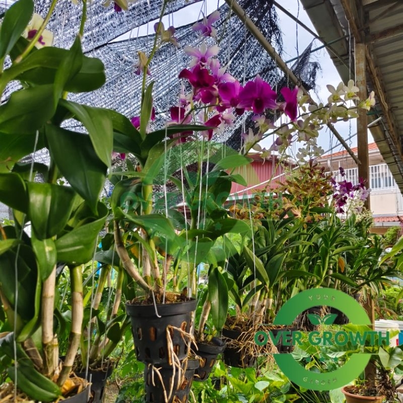 Orkid Thailand (Real Live Plant) | Shopee Malaysia