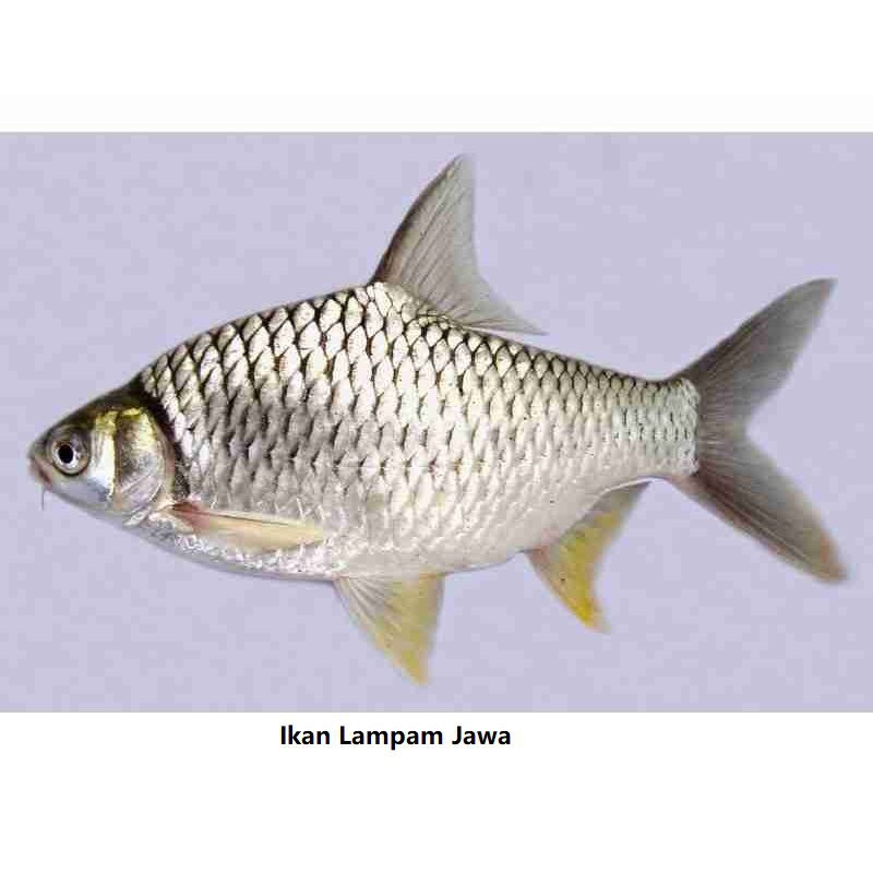 Ewanie pekasam ikan lampam jawa 150g+ | Shopee Malaysia