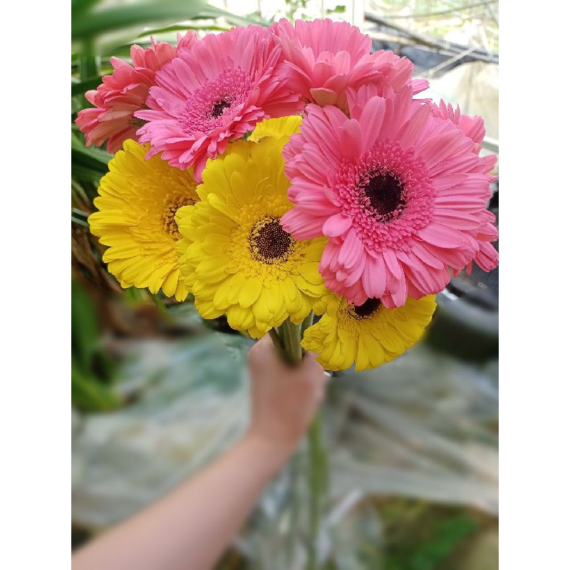 Fresh Gerbera/Daisy from farm of Cameron Highlands 非洲菊 Mix Pink + Yellow (10 stems/bundle ...