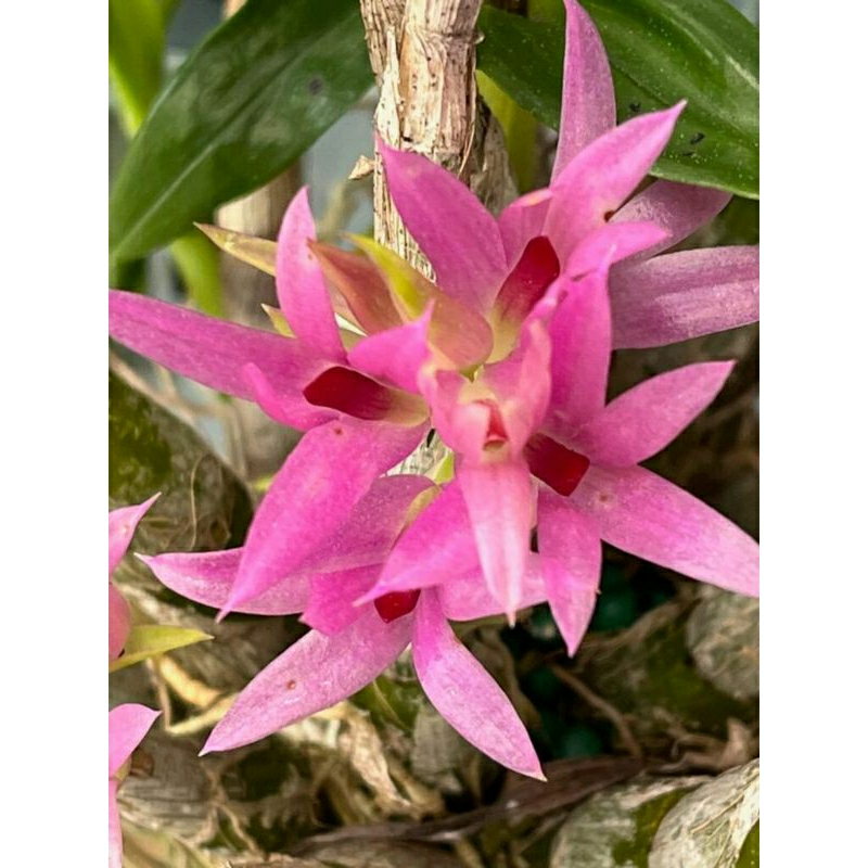 Dendrobium tanii super red , the colour are much bright and red than ...