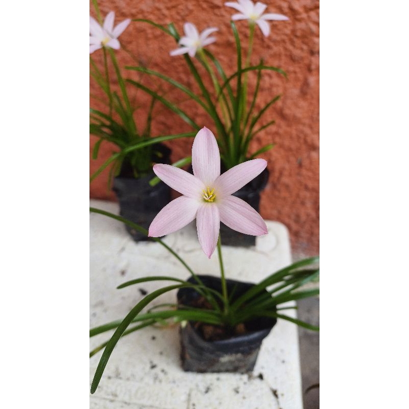 Anak Pokok Rain Lily (light pink) / 风雨兰树苗 | Shopee Malaysia