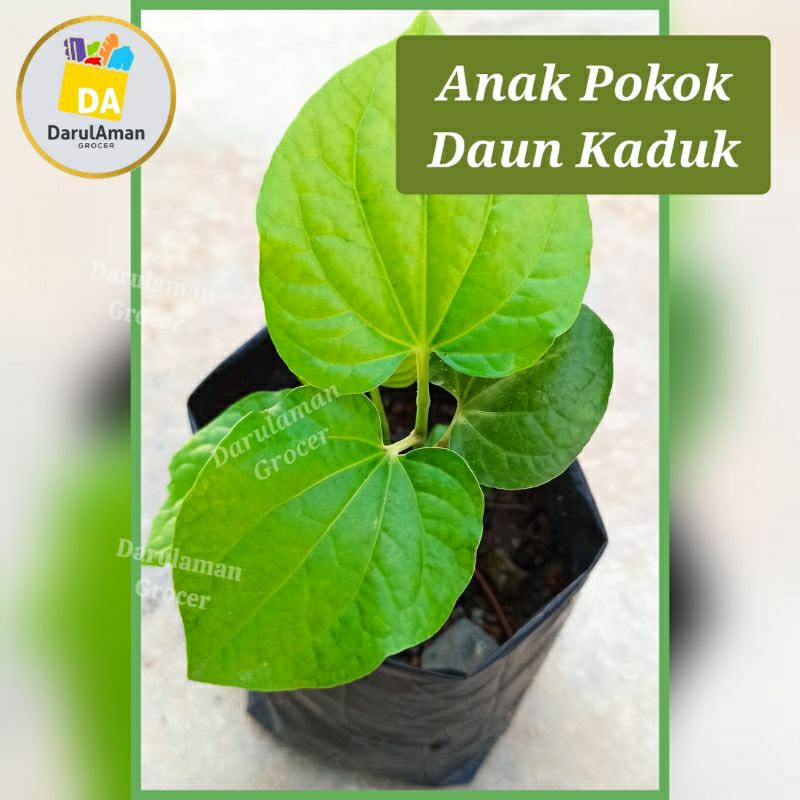 Anak Pokok Daun Kaduk | Shopee Malaysia