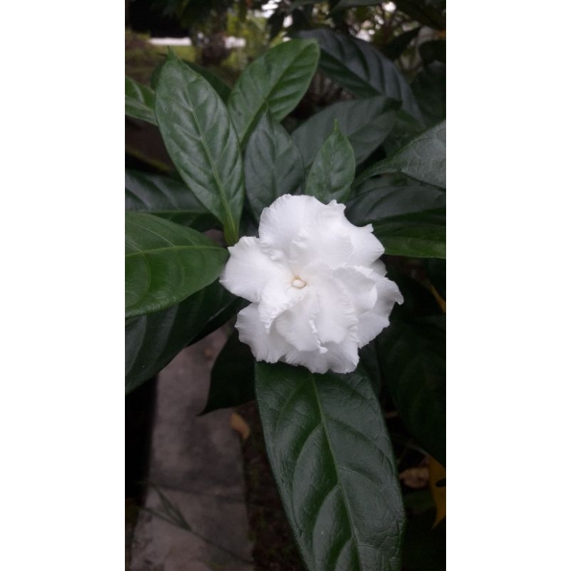 Bunga cina马茶花Tabernaemontana(No postage to sabah and sarawak) | Shopee ...