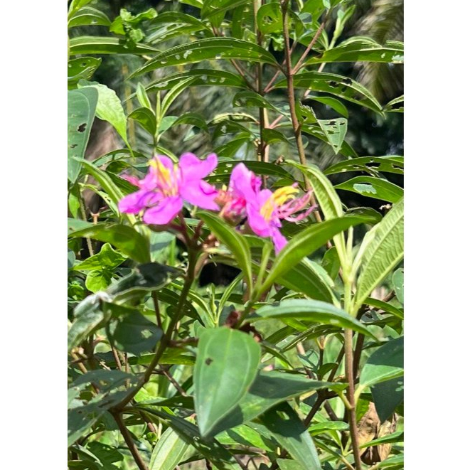 POKOK SENDUDUK PELBAGAI GUNA | MELASTOMA MALABATHRICUM . ANAK POKOK ...