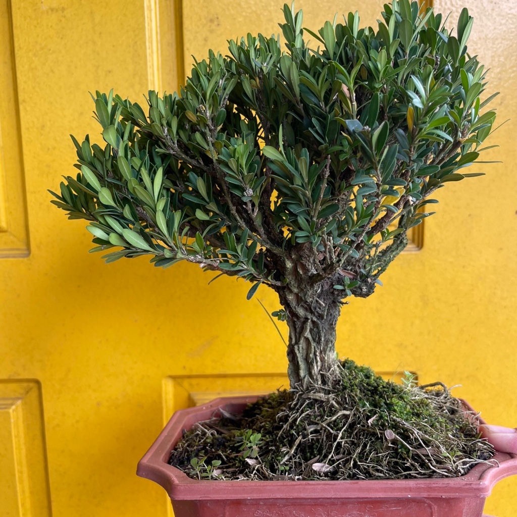 H2O - Buxus Bonsai [Ball Shape] rectangular pot 黄杨盆栽【球形造型】Outdoor ...