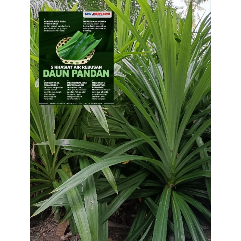 DAUN PANDAN WANGI FRESH (20HELAI/SETANDAN) | Shopee Malaysia