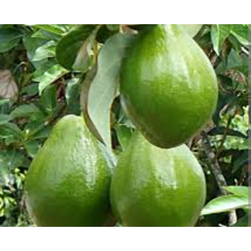 daun avocado kering atau pokok baka indonesia | Shopee Malaysia