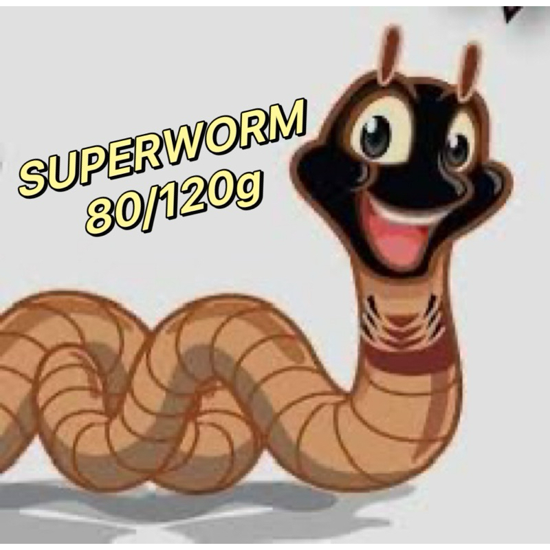 80/120g Life super worm/Ulat roti hidup/活生生的麦虫/面包虫/黄粉虫 bird feed ...