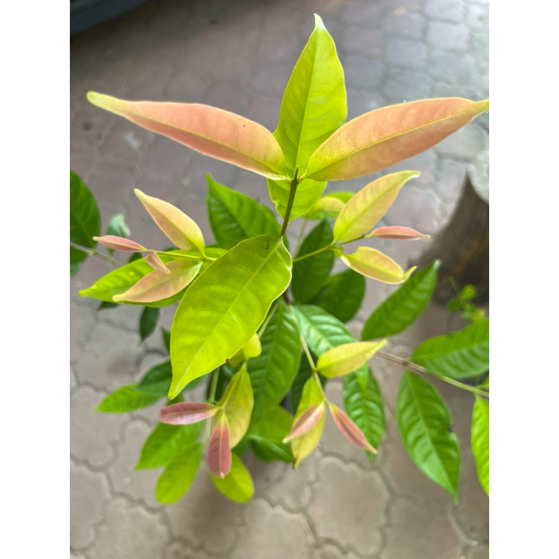 POKOK ULAM SERAI KAYU💐🪴🌿🥦🌺🥬 | Shopee Malaysia
