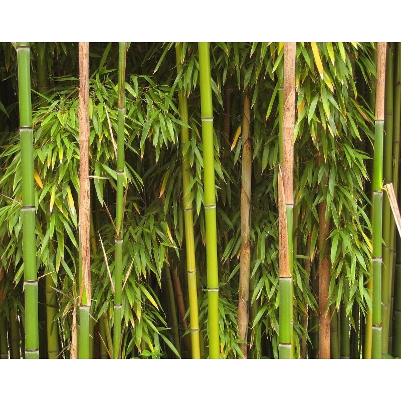 ANAK POKOK BULUH PANCING IKAN / BULUH JORAN | Shopee Malaysia