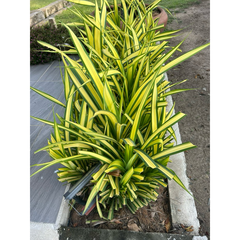 pokok pandan batik/pandan kuning | Shopee Malaysia