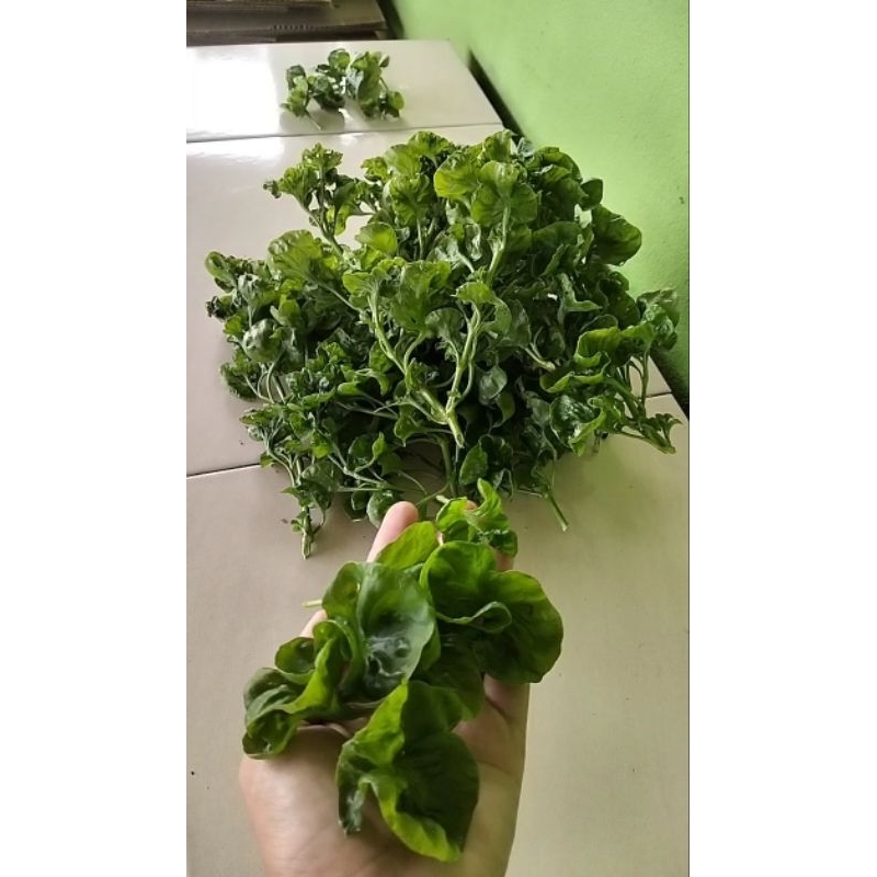 Bayam Brazil 10 Keratan | Shopee Malaysia