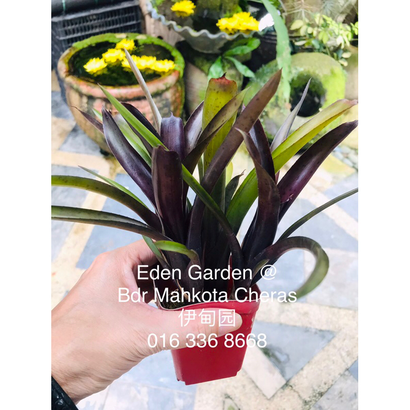 Neoregelia Tar Baby Clump ( 積水风梨/ bromeliad ) | Shopee Malaysia