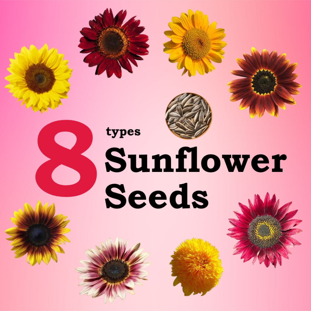 Biji Benih Bunga Matahari Sunflower Seeds Flower Plant Seed 20 seeds ...